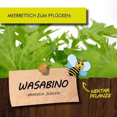 Wasabino - LA’BIO! Kräutergarten